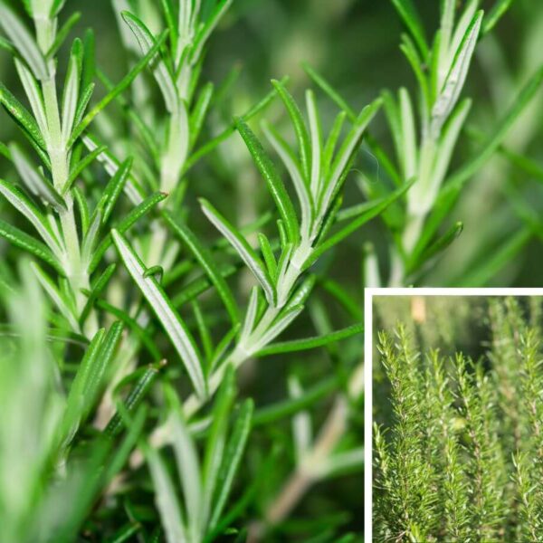 Rozemarijn planten Archieven - Marga's Moestuin